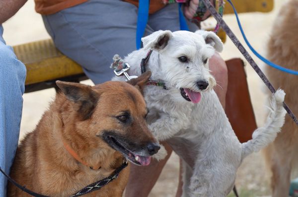 The Lead Oct. 3, 2022: Dogs rule blessings; Mayor, Judge try to resolve ...